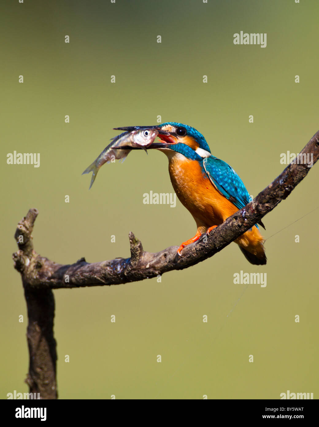 Beak in the mouth hi-res stock photography and images - Alamy