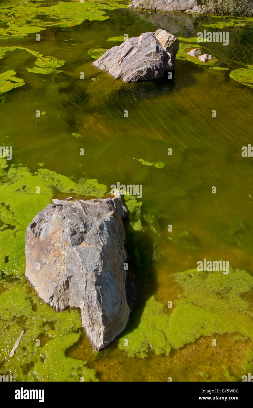 desert pond in the red center, northern territory, australia Stock ...