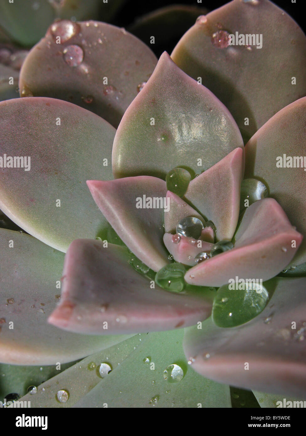 Water on a cactus hi-res stock photography and images - Alamy