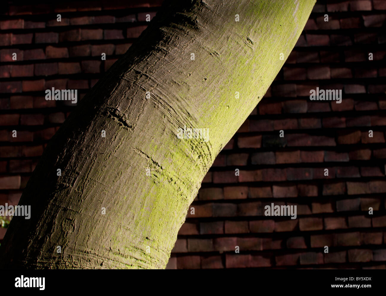 Grooves tree bark hi-res stock photography and images - Alamy
