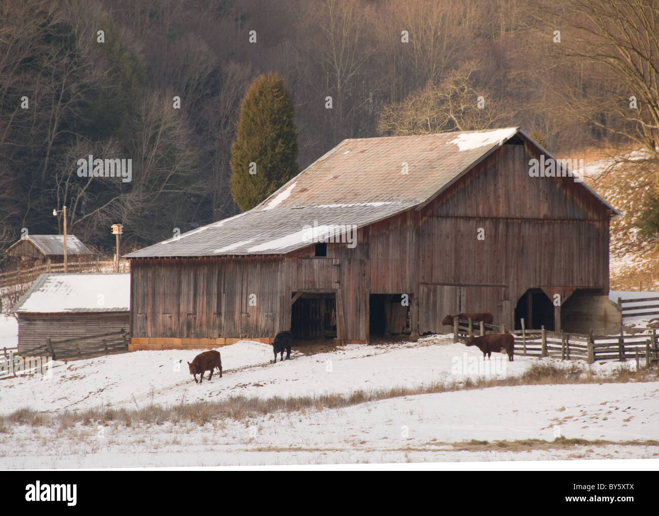 Rustic barn with snow on ground and cattle standing in field USA Stock ...
