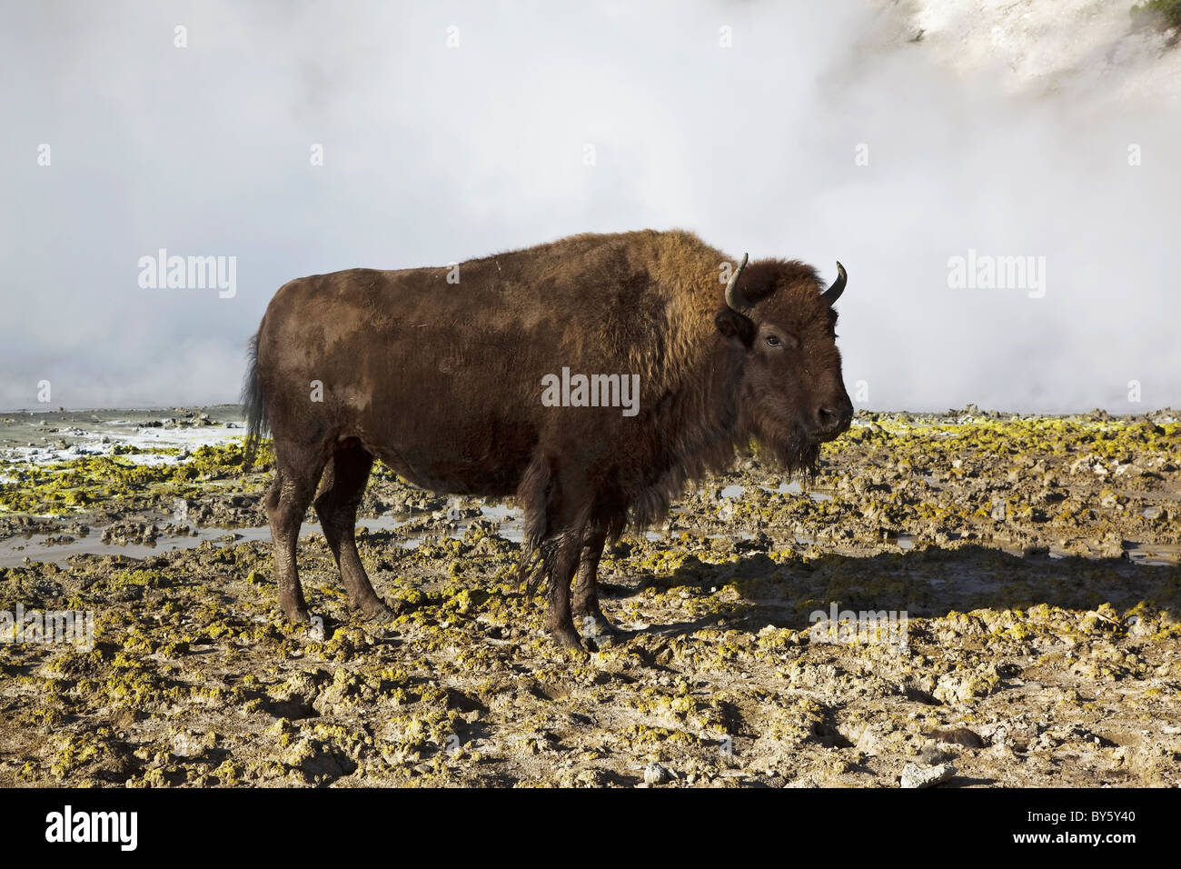 A female American Bison coming across the mud volcano steam vents on ...