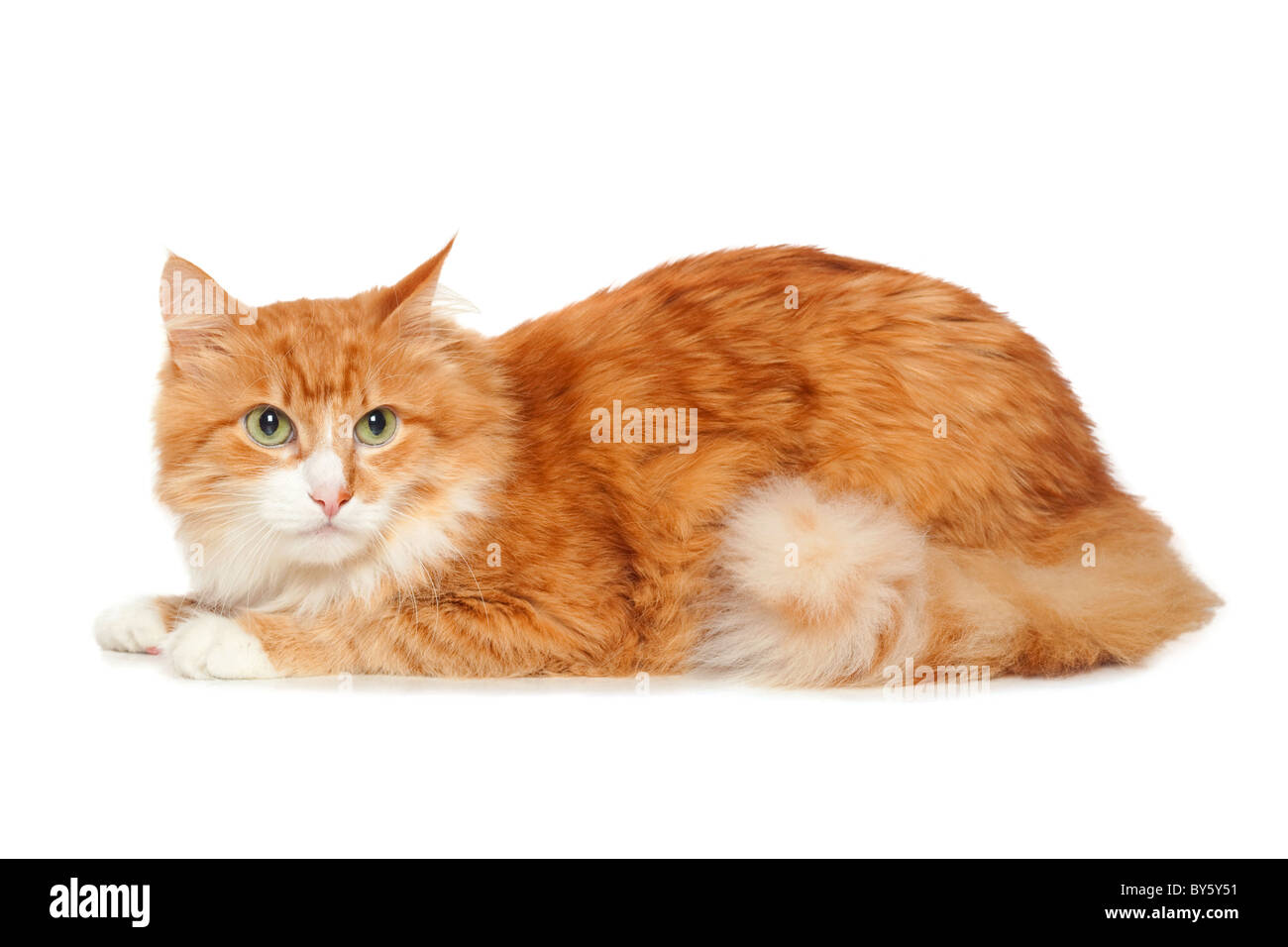 Beautiful fluffy red cat. Isolated on white background Stock Photo - Alamy