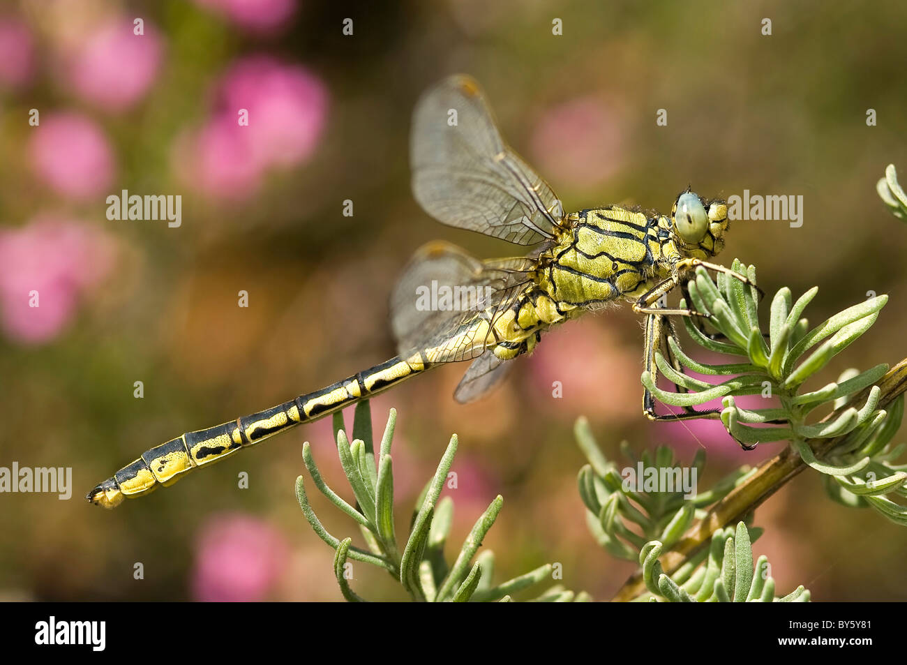 Gomphus pulchellus hi-res stock photography and images - Alamy