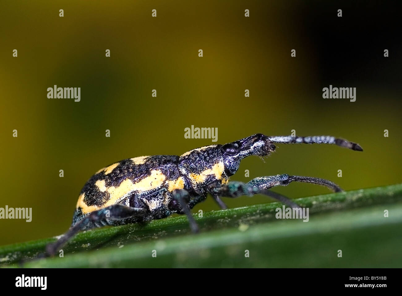 Weevil "Exophthalmus nicaraguensis" in Puerto viejo, Limón. Costa Rica ...
