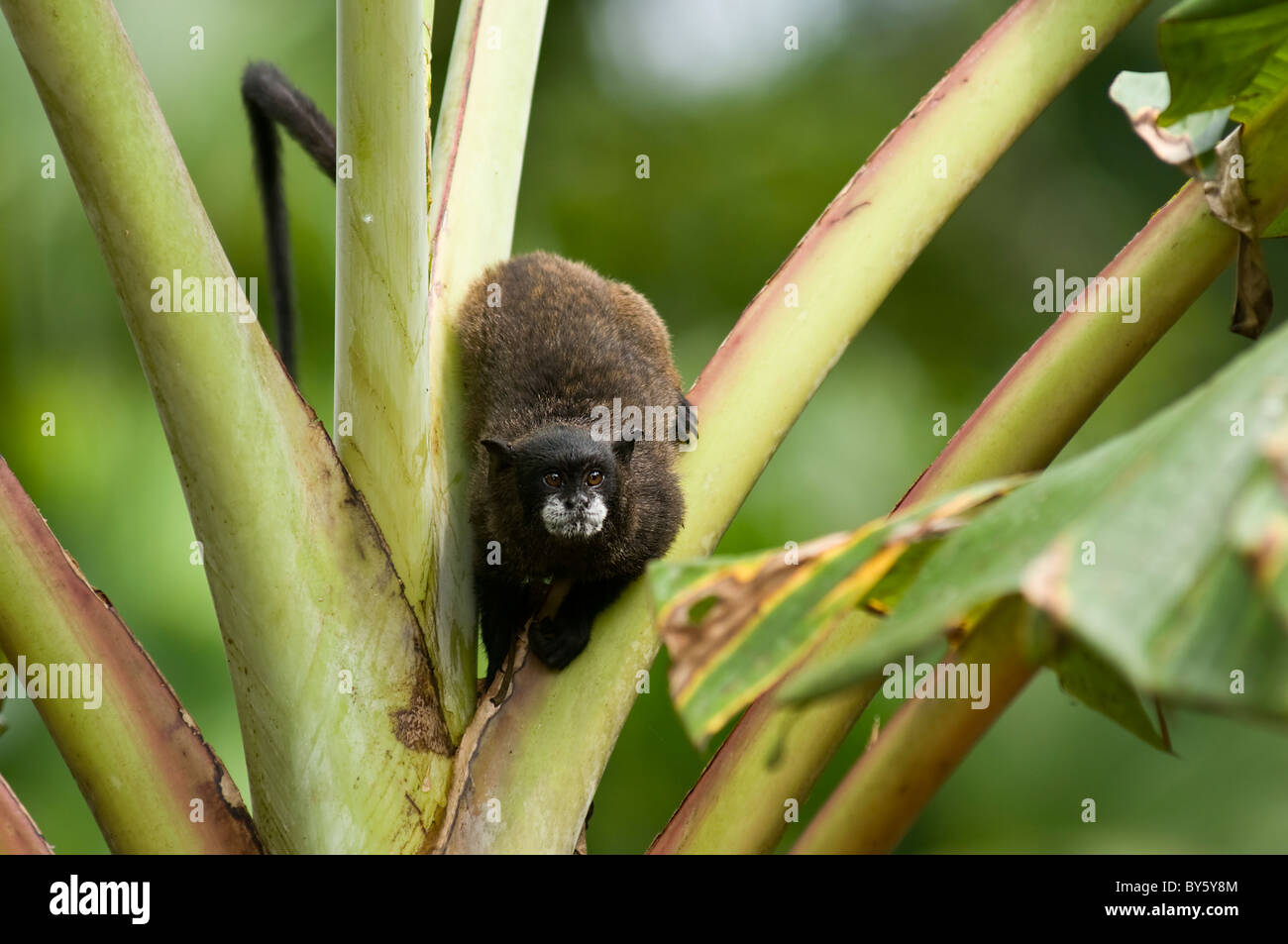 Tropical rainforests ecuador hi-res stock photography and images - Alamy