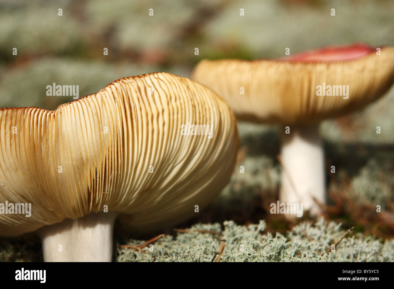 Close up of a mushroom Stock Photo - Alamy