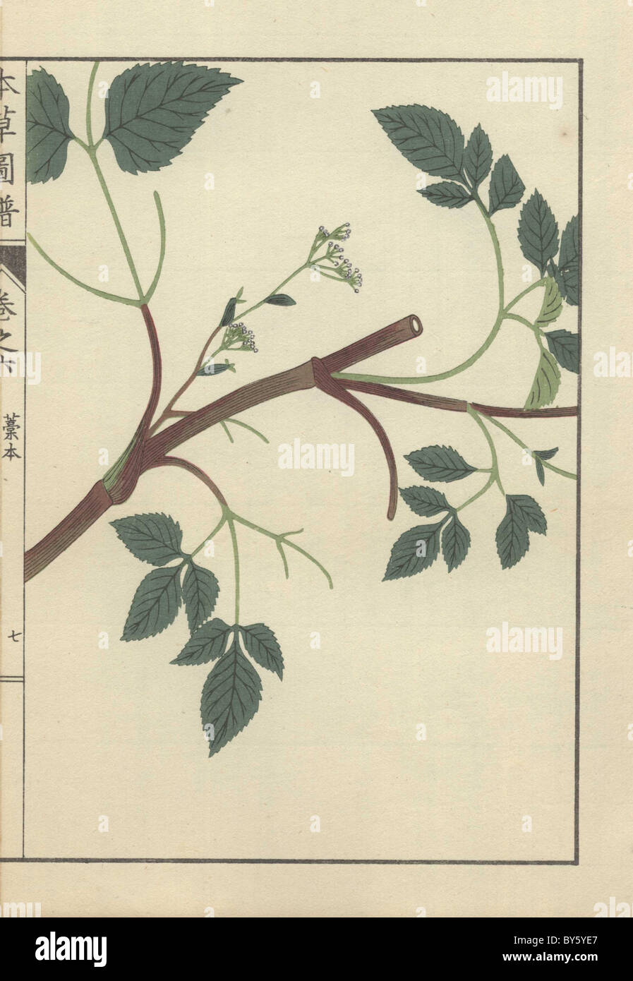 Slender stem hi-res stock photography and images - Alamy