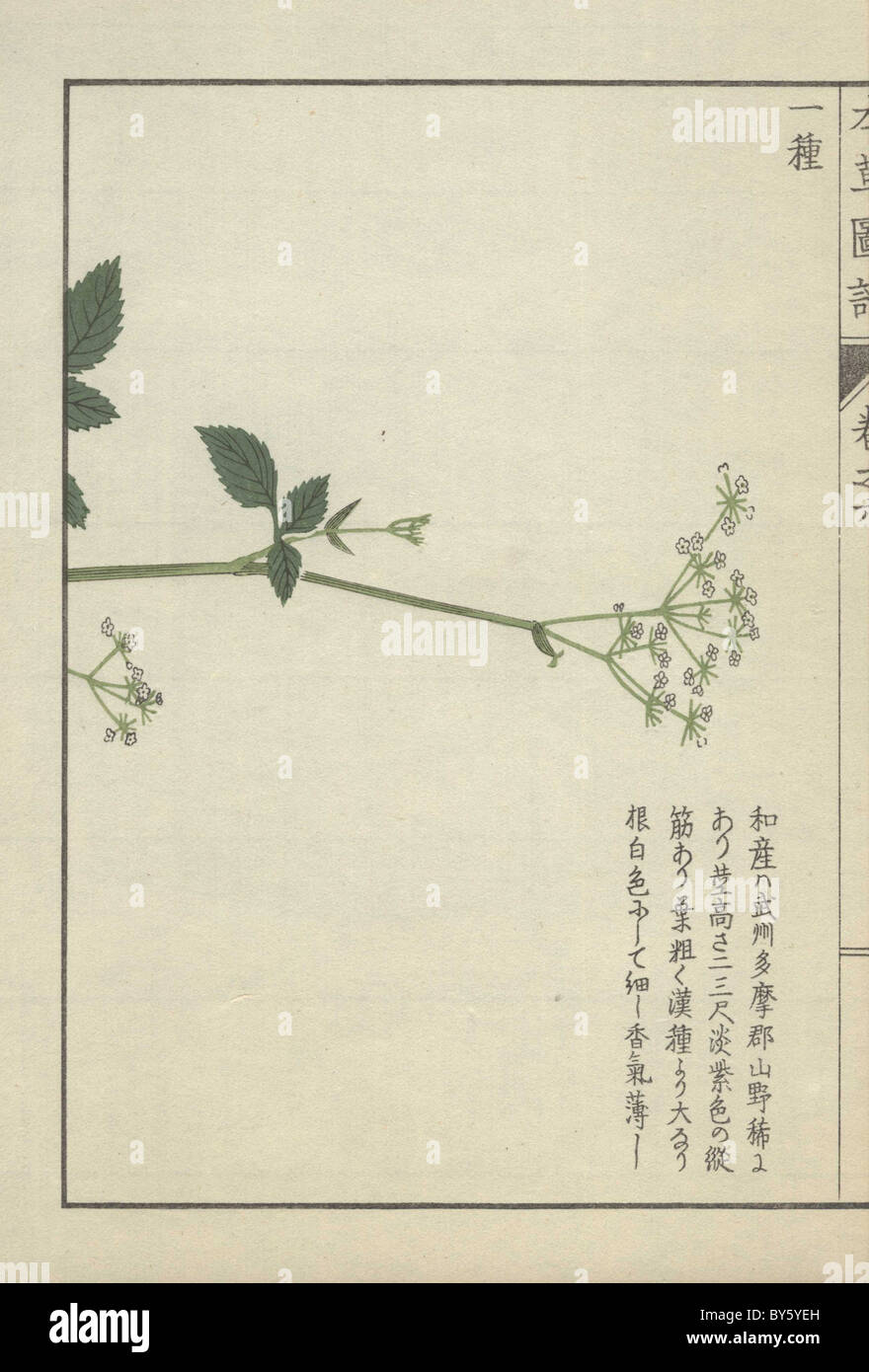 Slender stem with a few leaves crowned by a small floret of tiny white ...