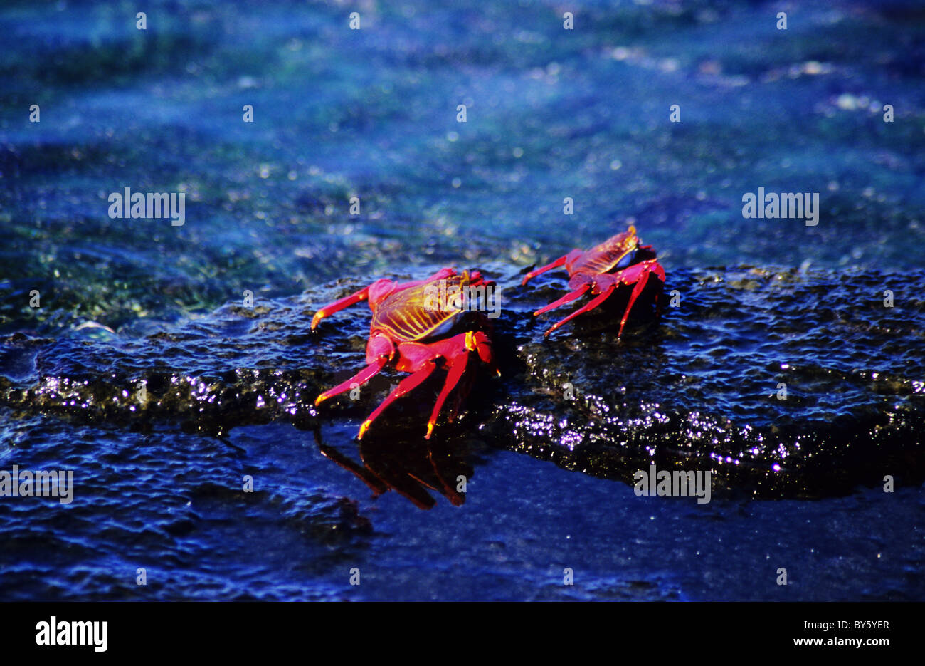 Sally lightfoot crab, in the Galapagos. Ecuador. Beautifully coloured ...