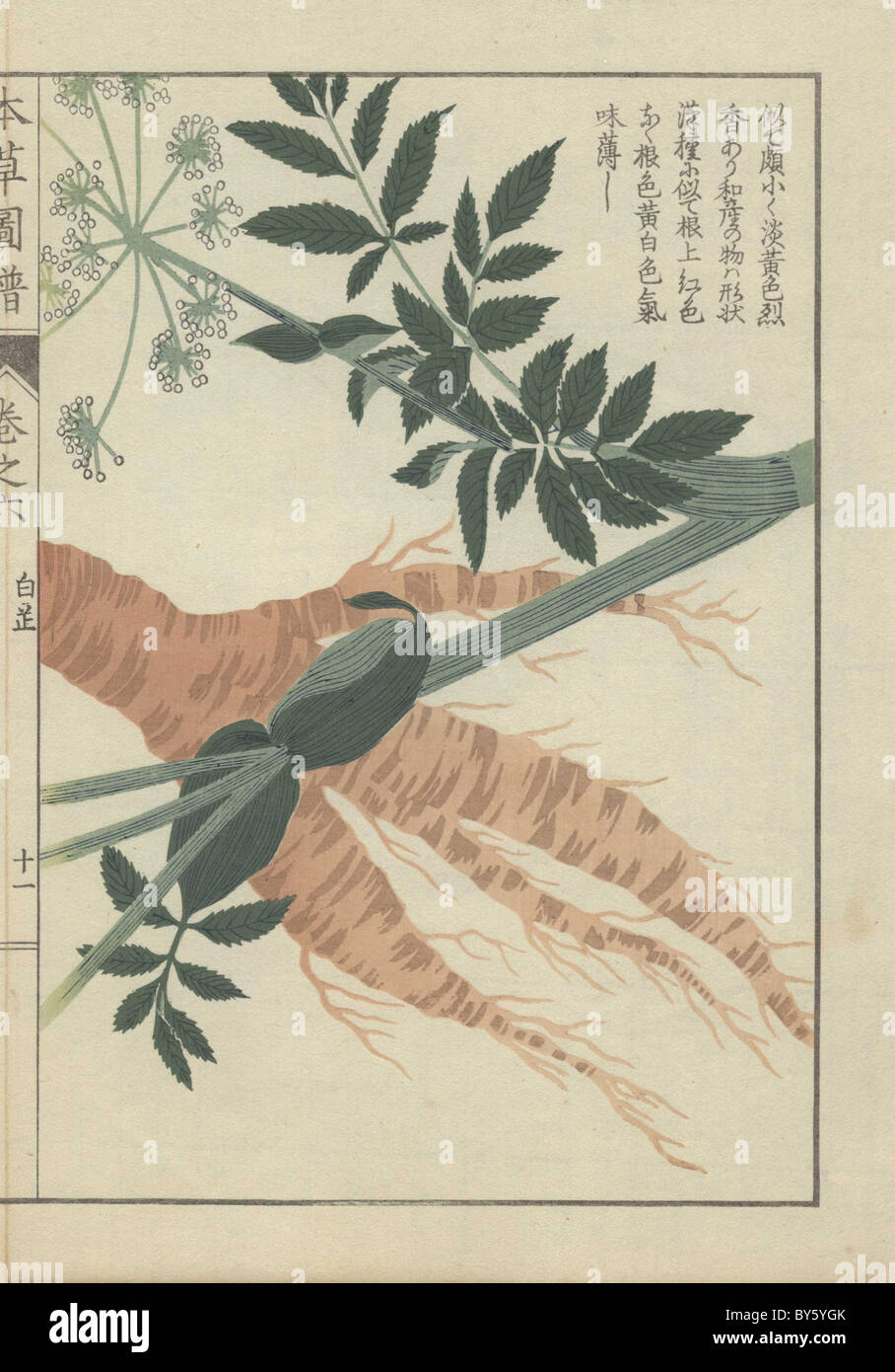 Large brown wild parsnip root tuber, with thick stem, frond with leaves ...