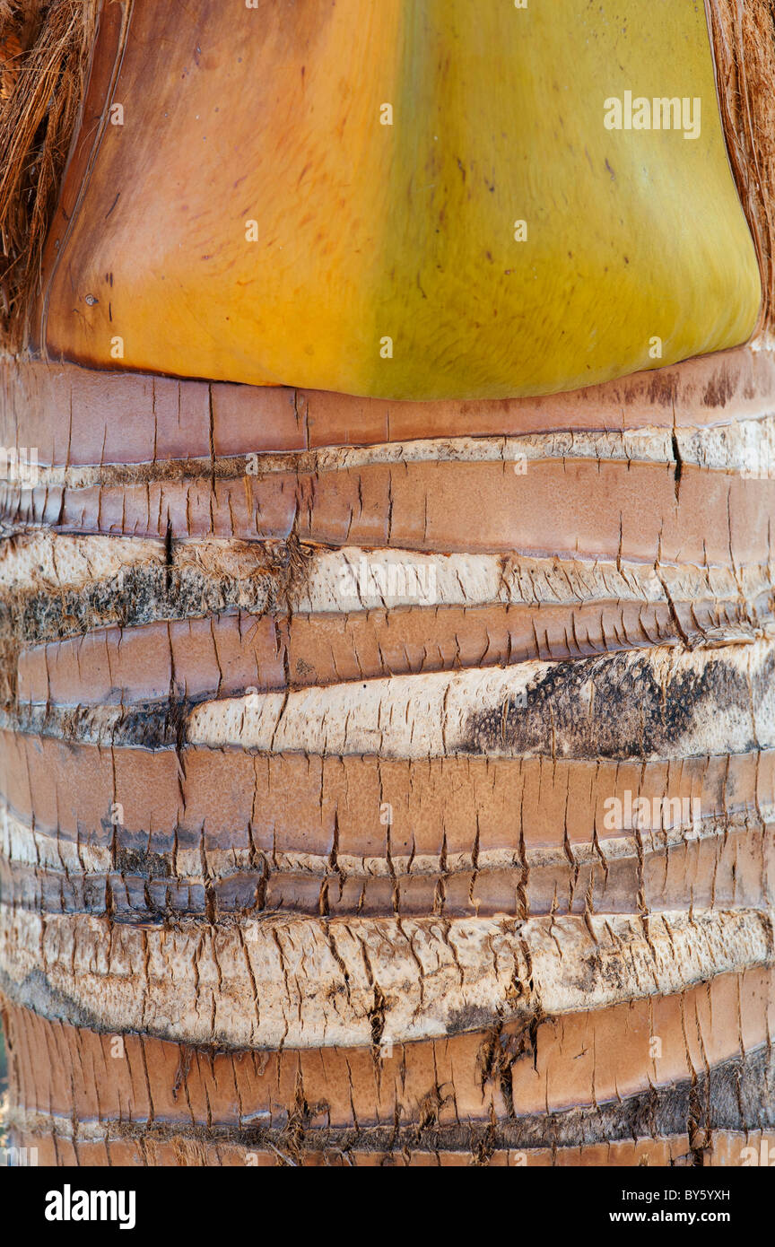 Cocos nucifera. Indian coconut palm tree bark. Andhra Pradesh, India ...