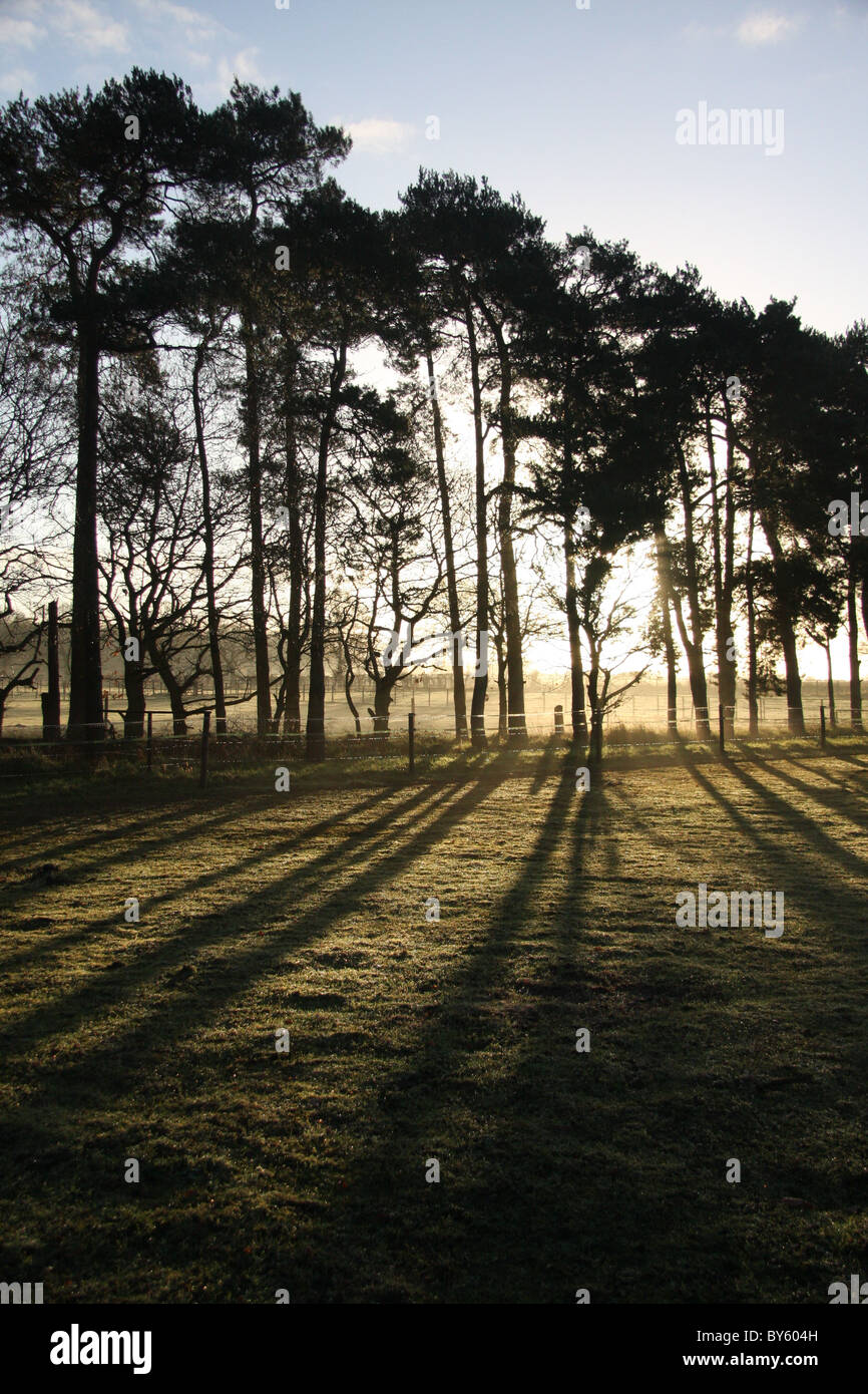 Breckland trees hi-res stock photography and images - Alamy