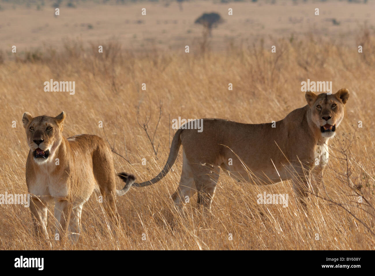 Two Lions Hunting in the Masai Mara Kenya Africa Stock Photo - Alamy