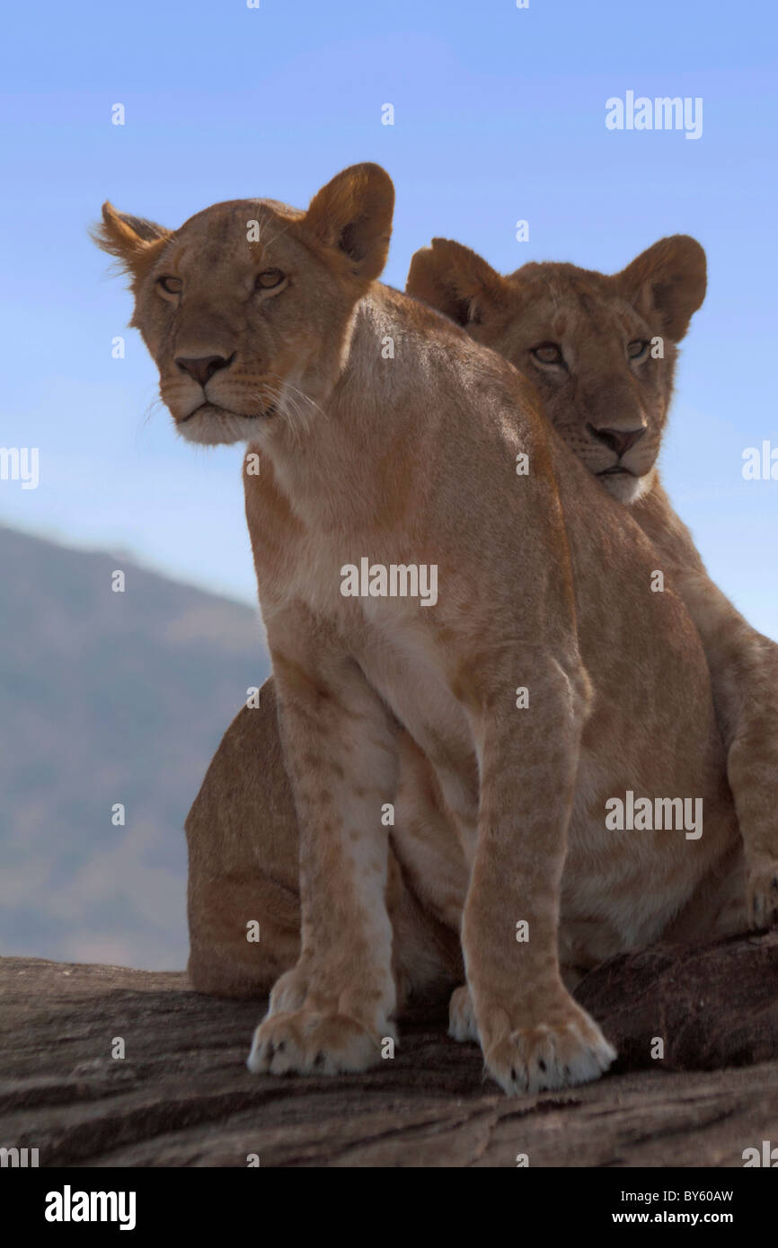 Two lion hi-res stock photography and images - Alamy