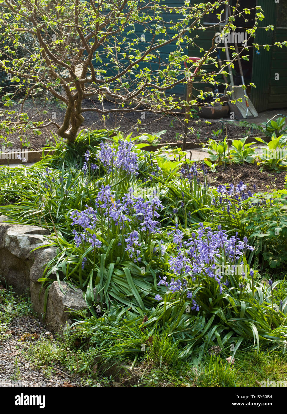 Hazel tree hi-res stock photography and images - Alamy