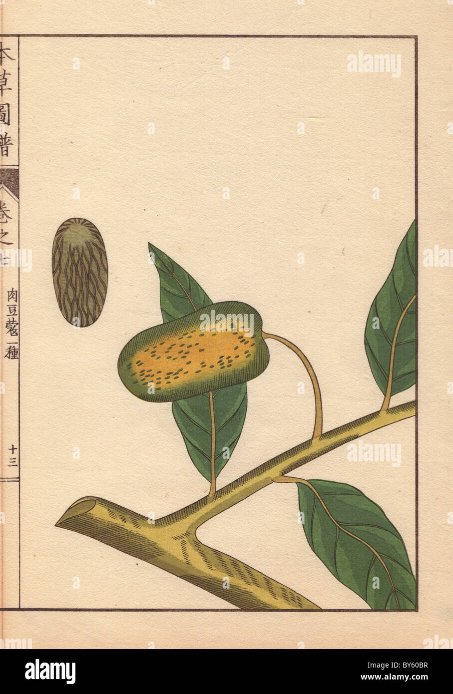 Green seeds and leaves of wild nutmeg and mace, Myristica fatua Houtt ...