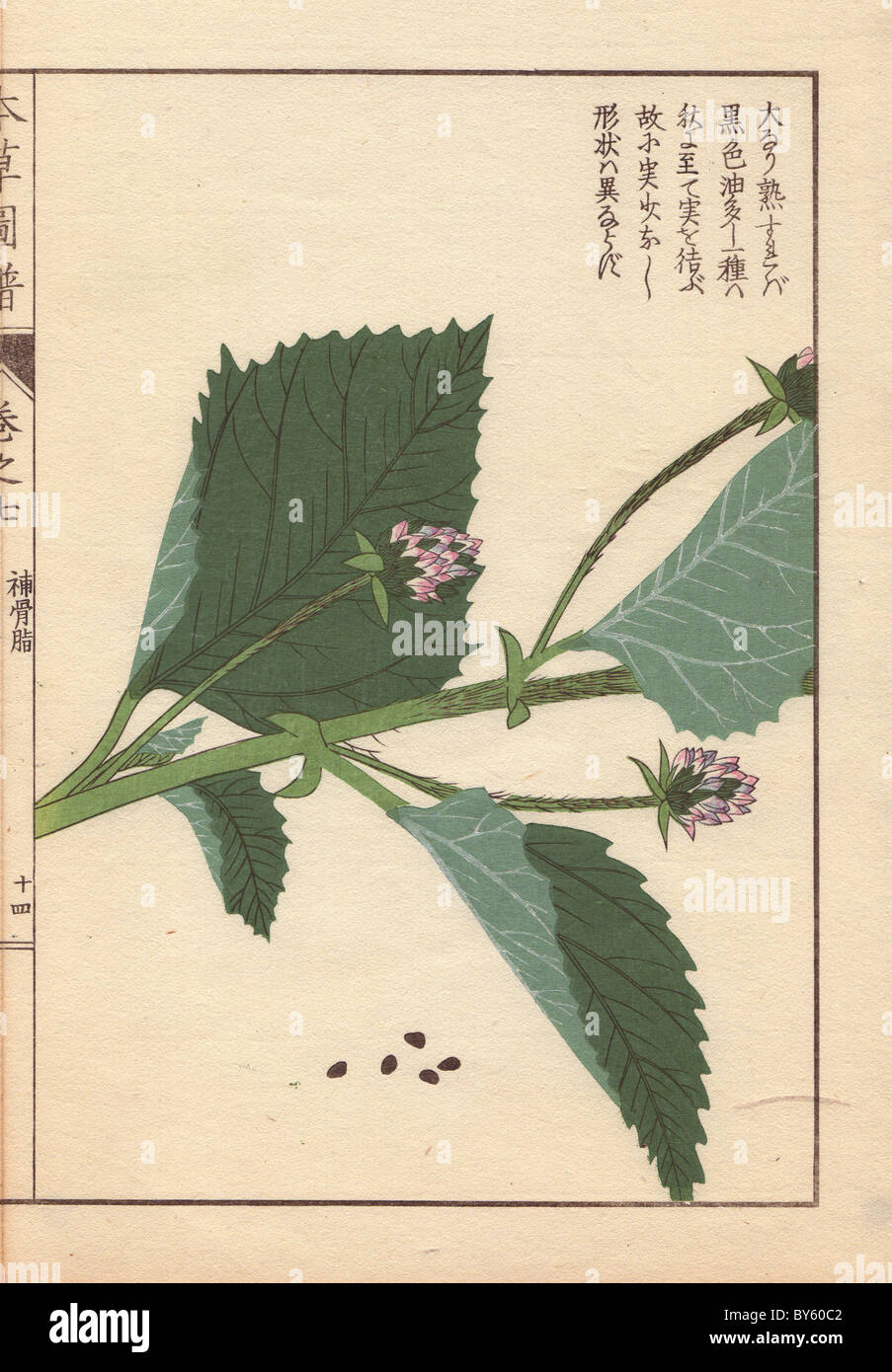 Babchi hi-res stock photography and images - Alamy