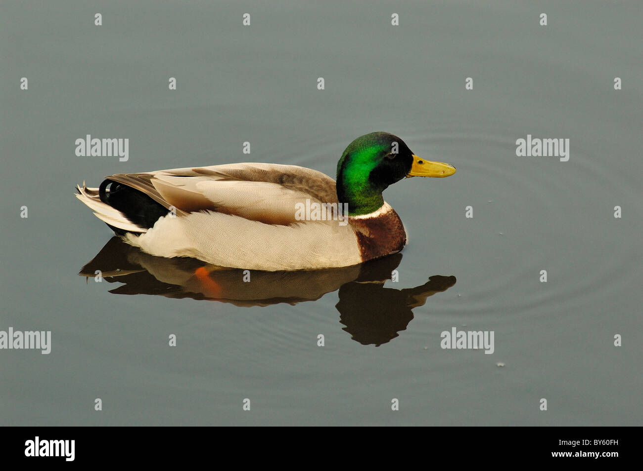 Male Mallard Duck on water Stock Photo - Alamy