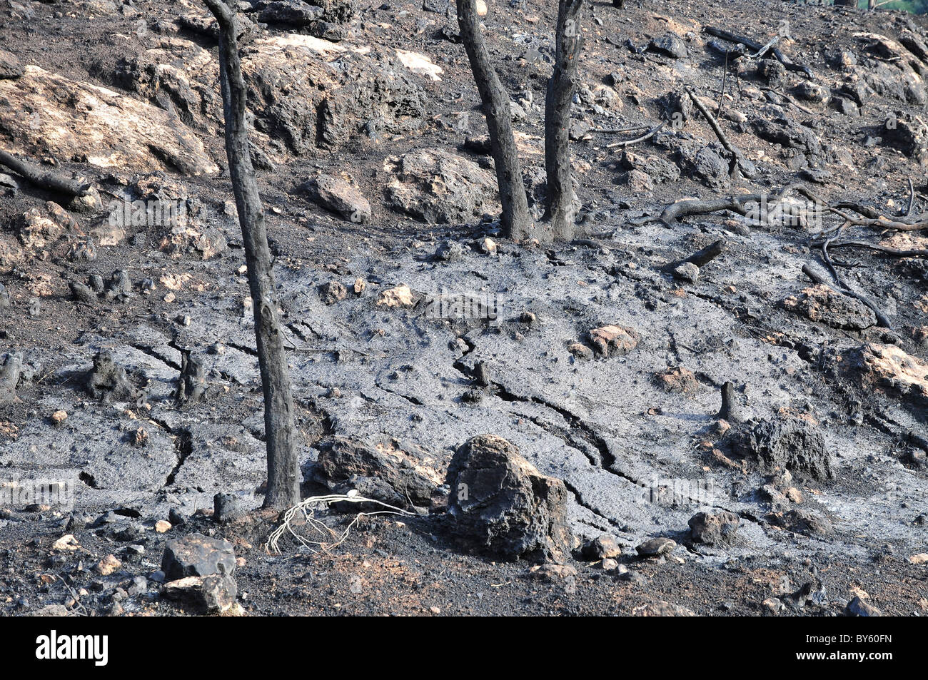 Soil erosion. Hillside soil erosion caused by loss of protective ...