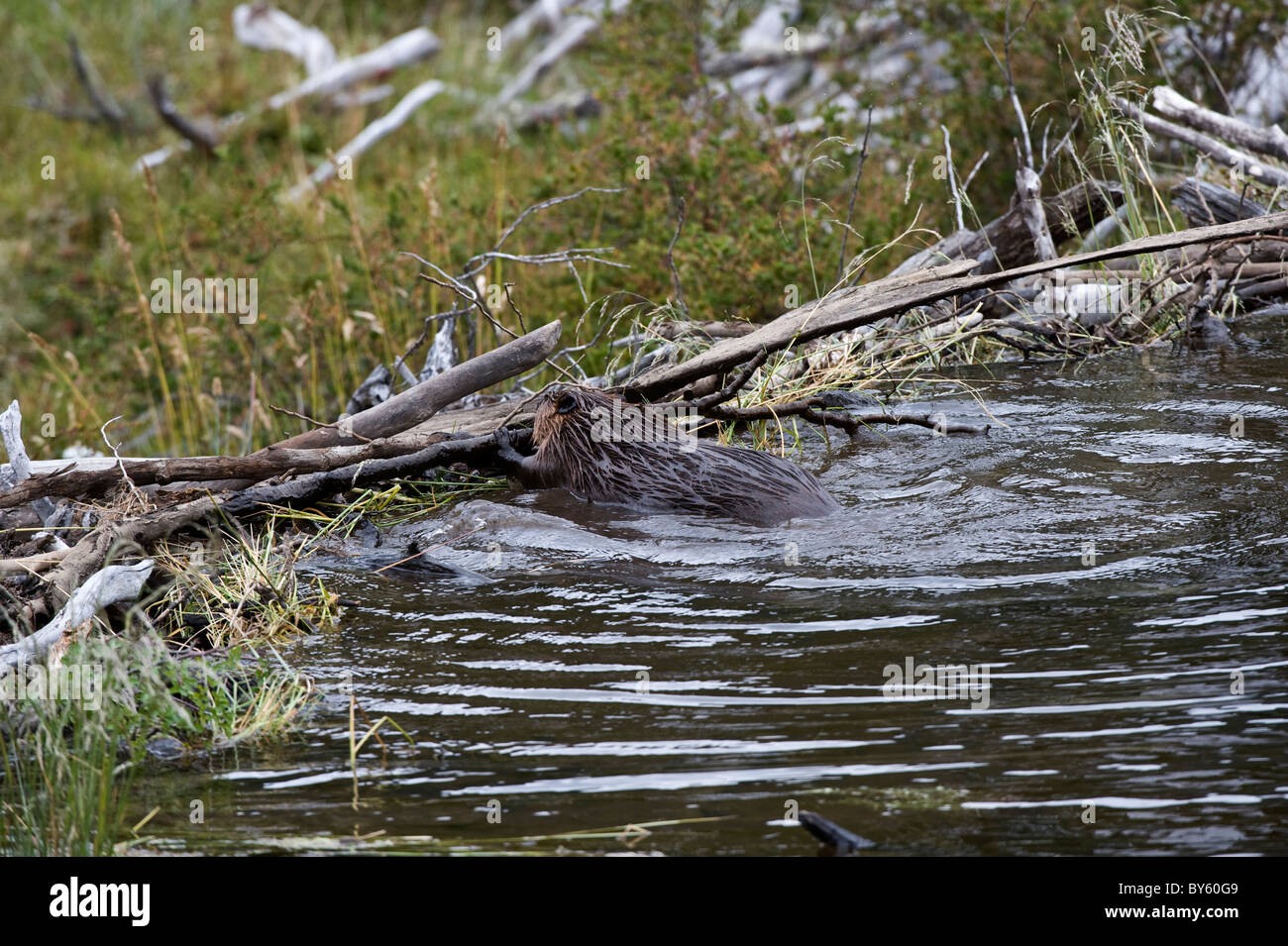 American Beaver (Castor canadensis) building dam Los Castores Parque ...