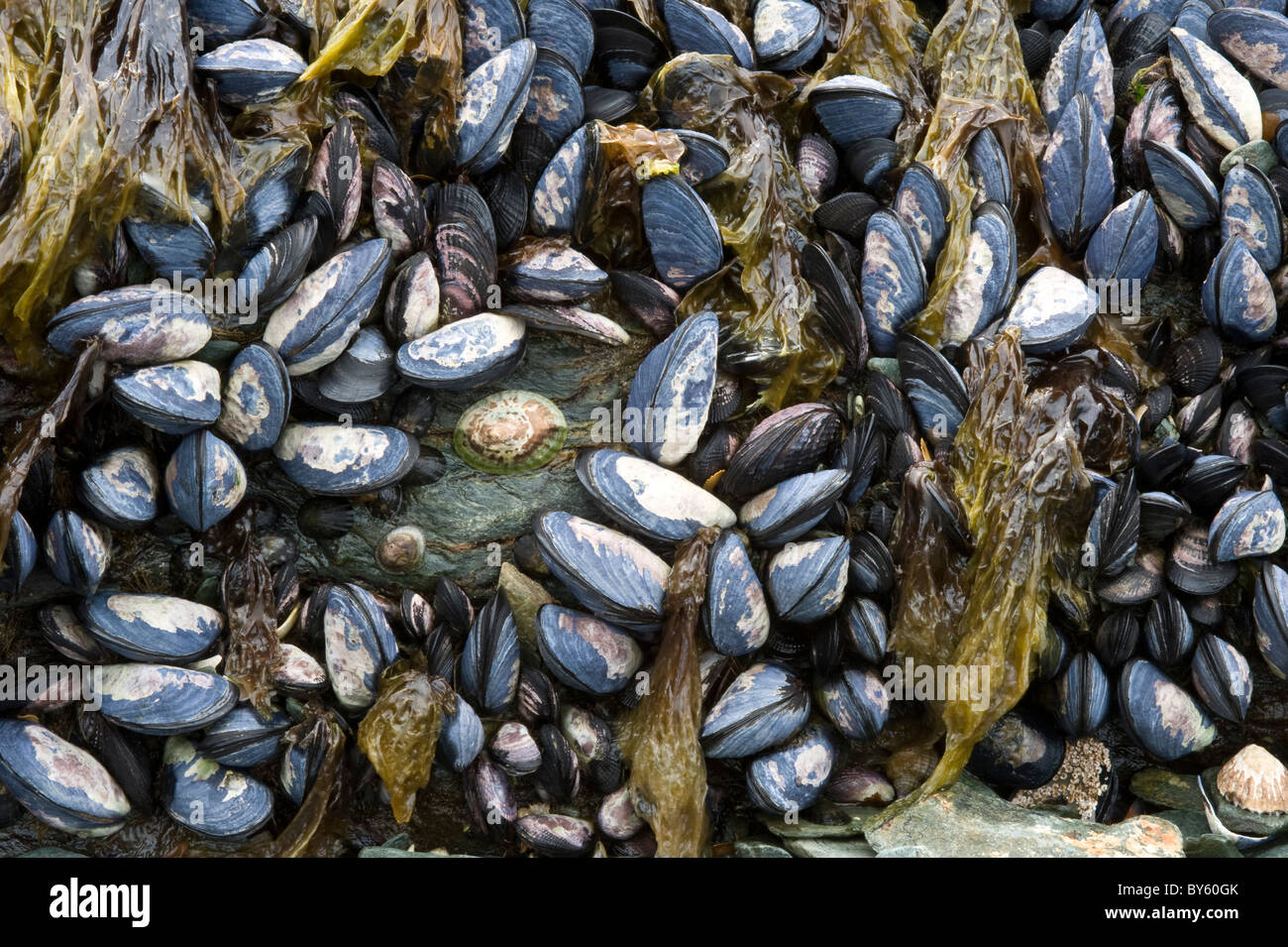 Common Mussel (Mytilus edulis) adults, group on rocky shore Bahia ...