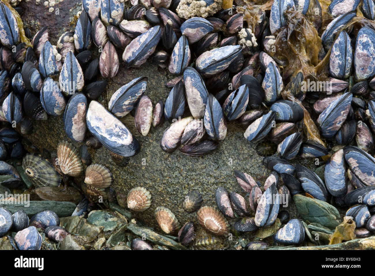 Common Mussel (Mytilus edulis) adults, group on rocky shore Bahia ...