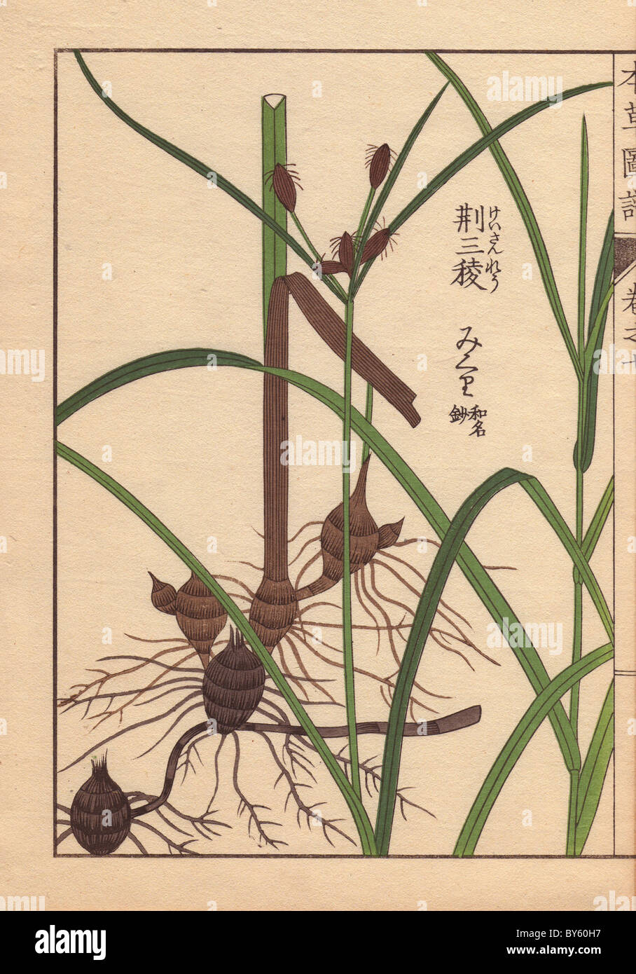 Rhizome and root of the alkali bulrush, Scirpus maritimus L (Cyperaceae ...