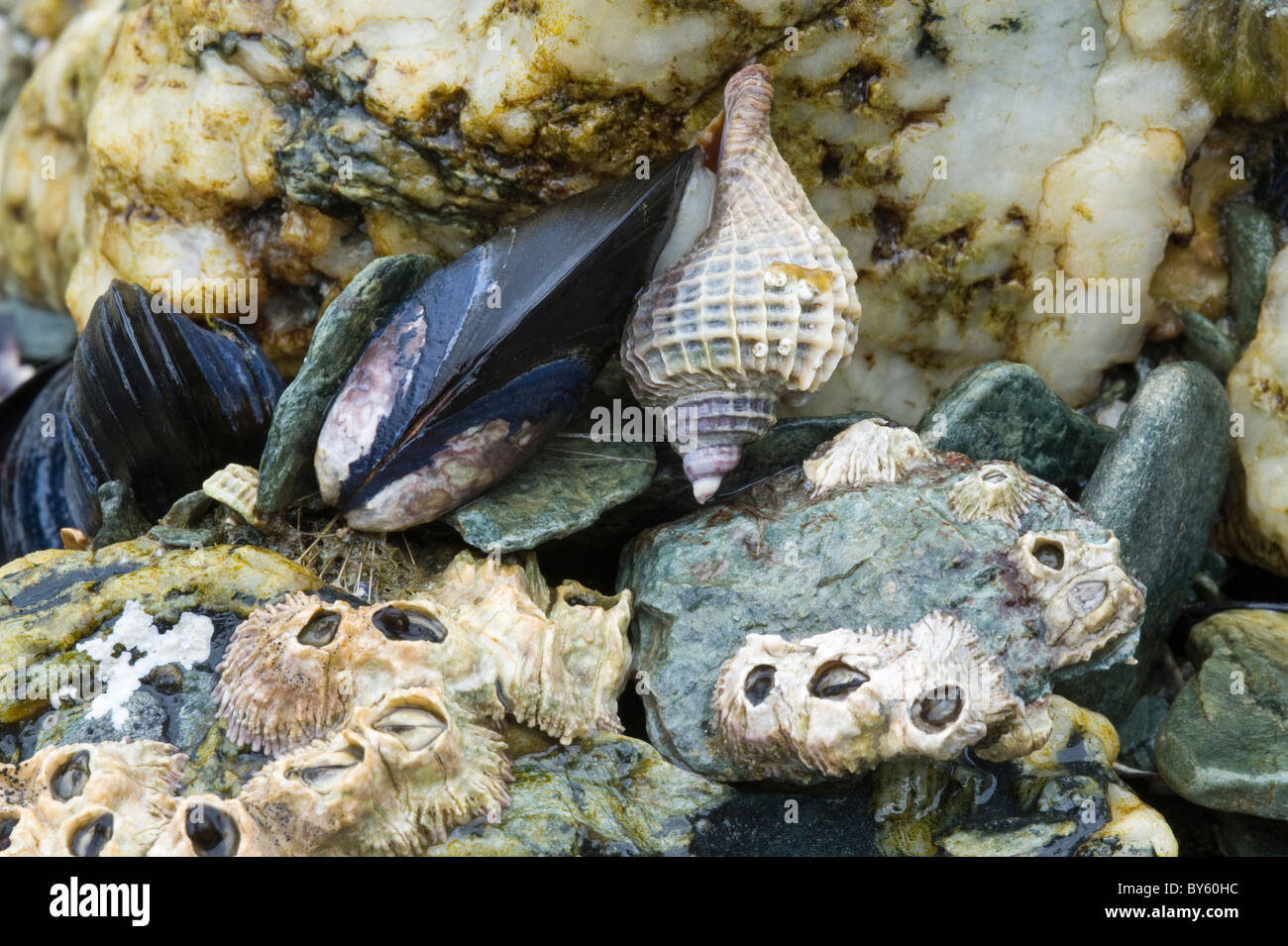 Mytilus edulis hi-res stock photography and images - Alamy