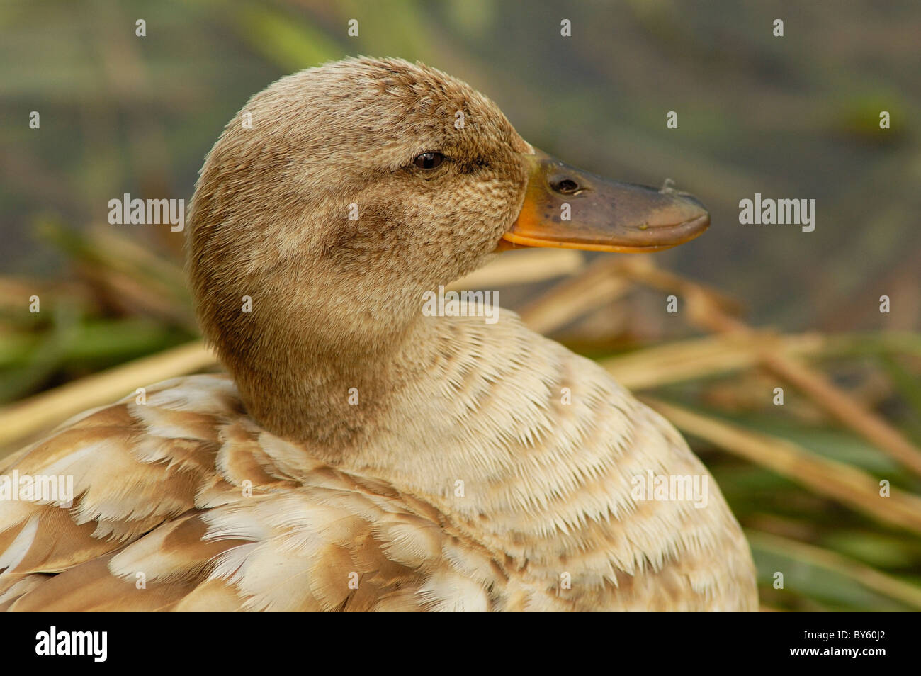 Female Mallard Duck Stock Photo - Alamy