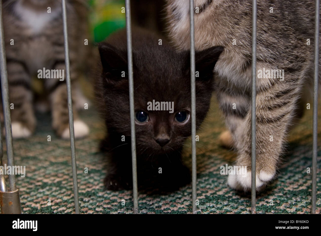 Young homeless black kitten in animal shelter with other cats Stock ...