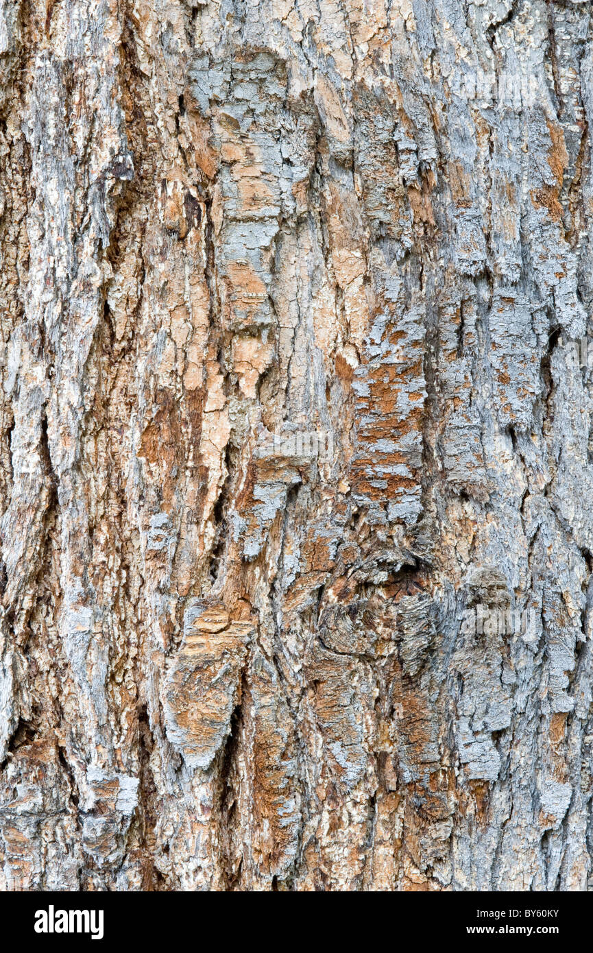 Nothofagus sp hi-res stock photography and images - Alamy
