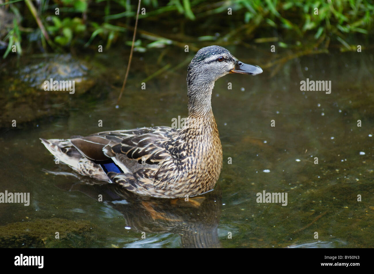 Female Mallard Duck Stock Photo - Alamy