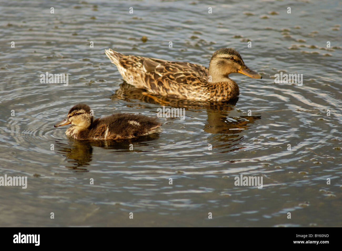 Young mallard duck chick hi-res stock photography and images - Alamy