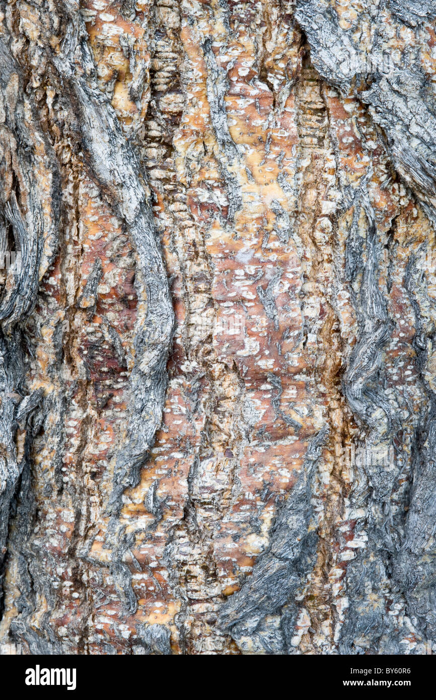 Southern beech (Nothofagus sp.) bark close-up Parque Nacional Tierra ...