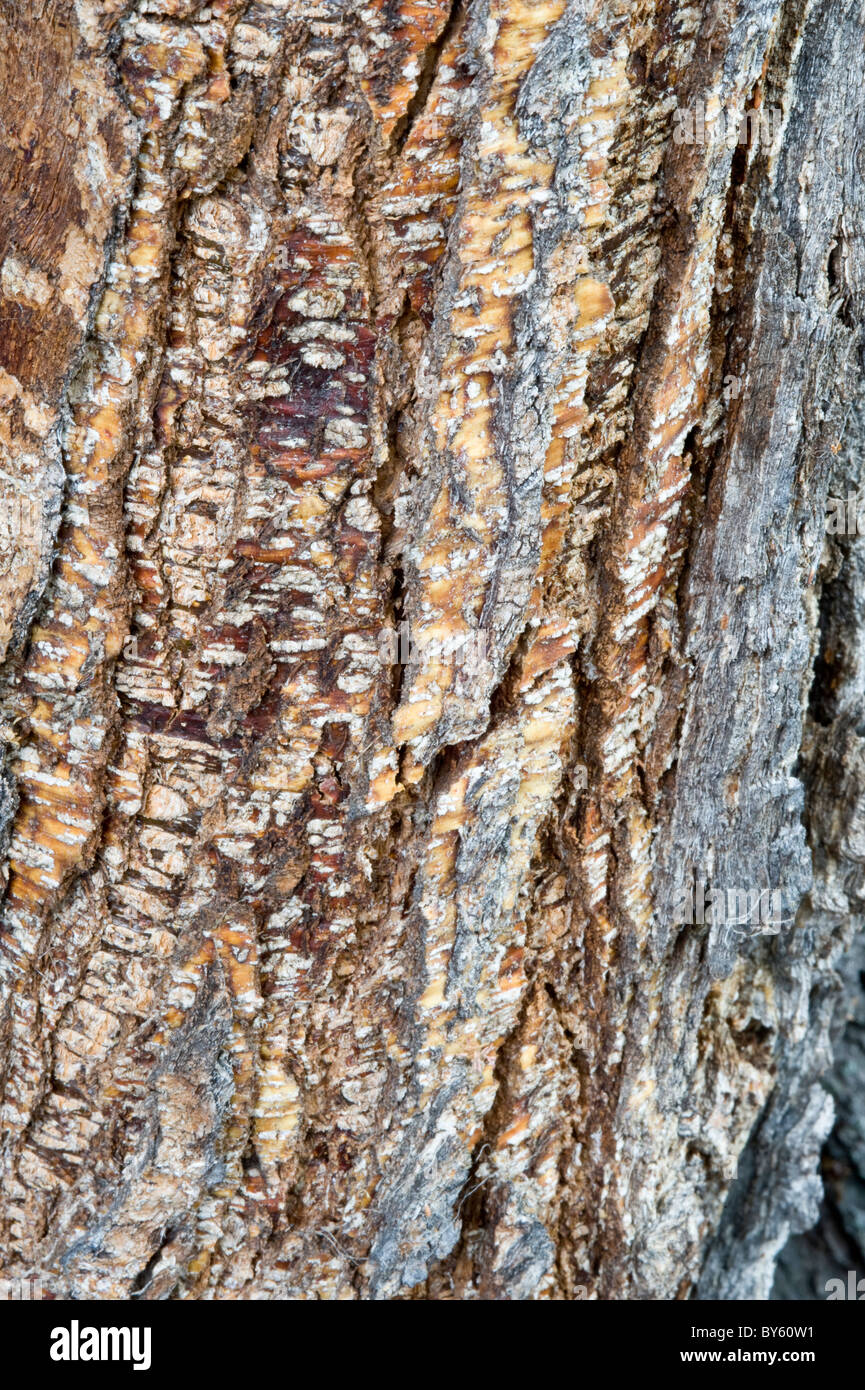 Southern beech (Nothofagus sp.) bark close-up Parque Nacional Tierra ...