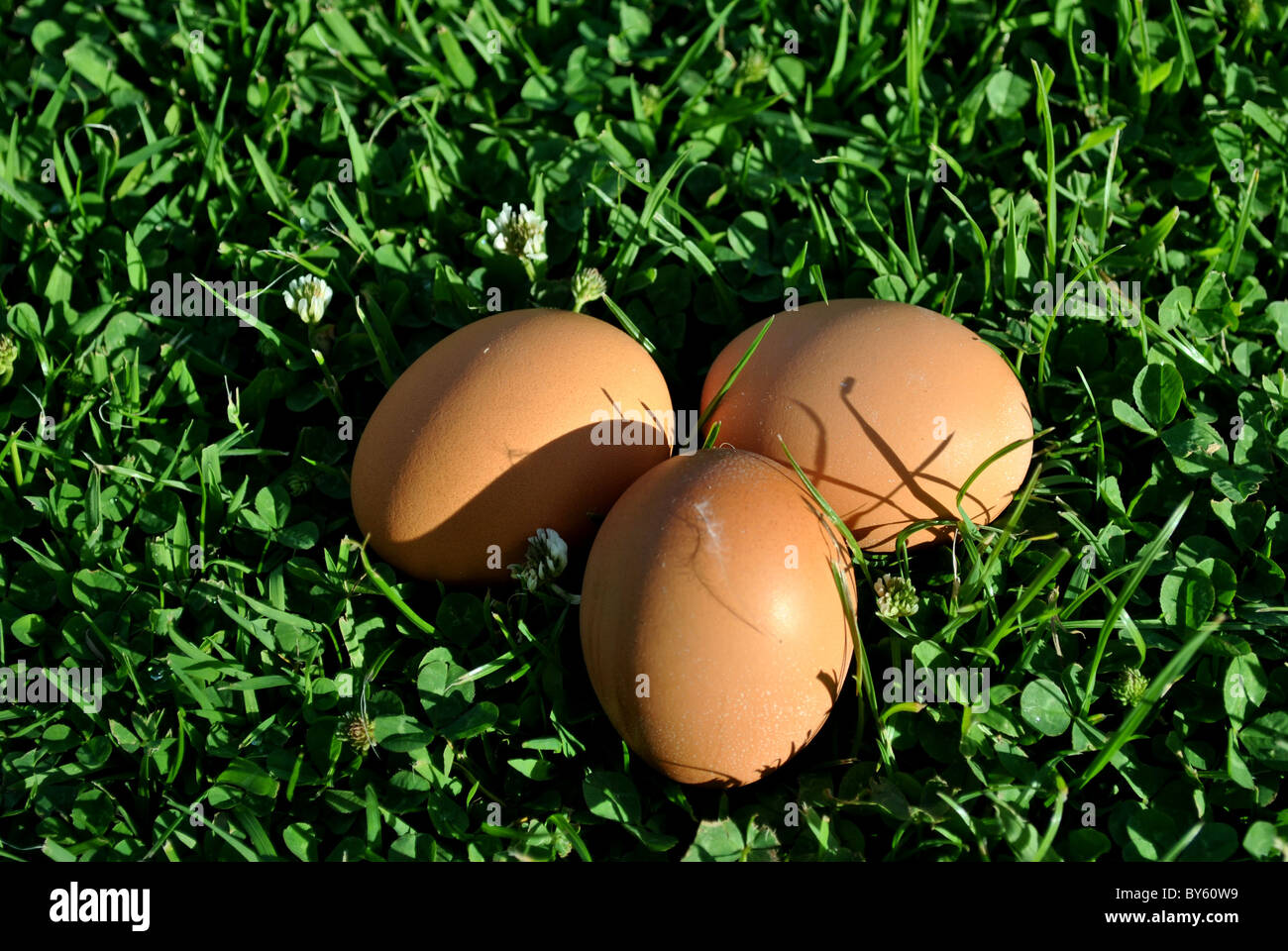three fresh eggs Stock Photo - Alamy