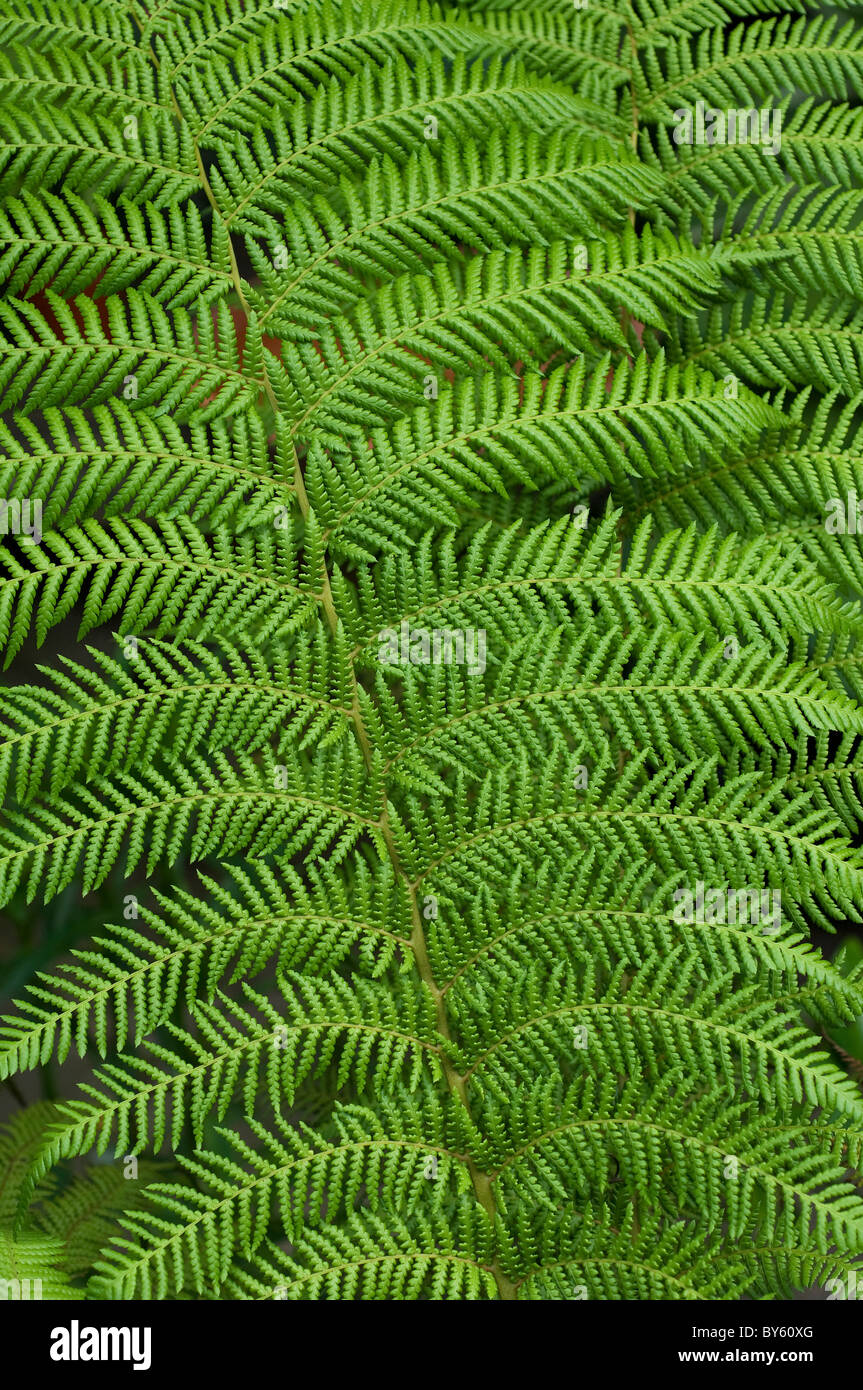 Detail of fern fronds Stock Photo - Alamy