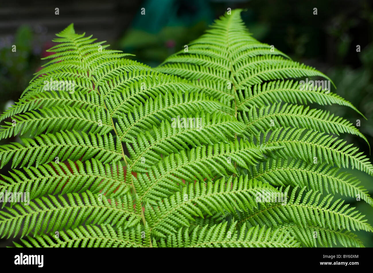Detail of fern fronds Stock Photo - Alamy