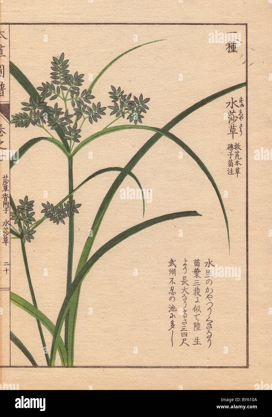 Reeds and blue flowers of Cyperus Iwasakii Mak Stock Photo - Alamy