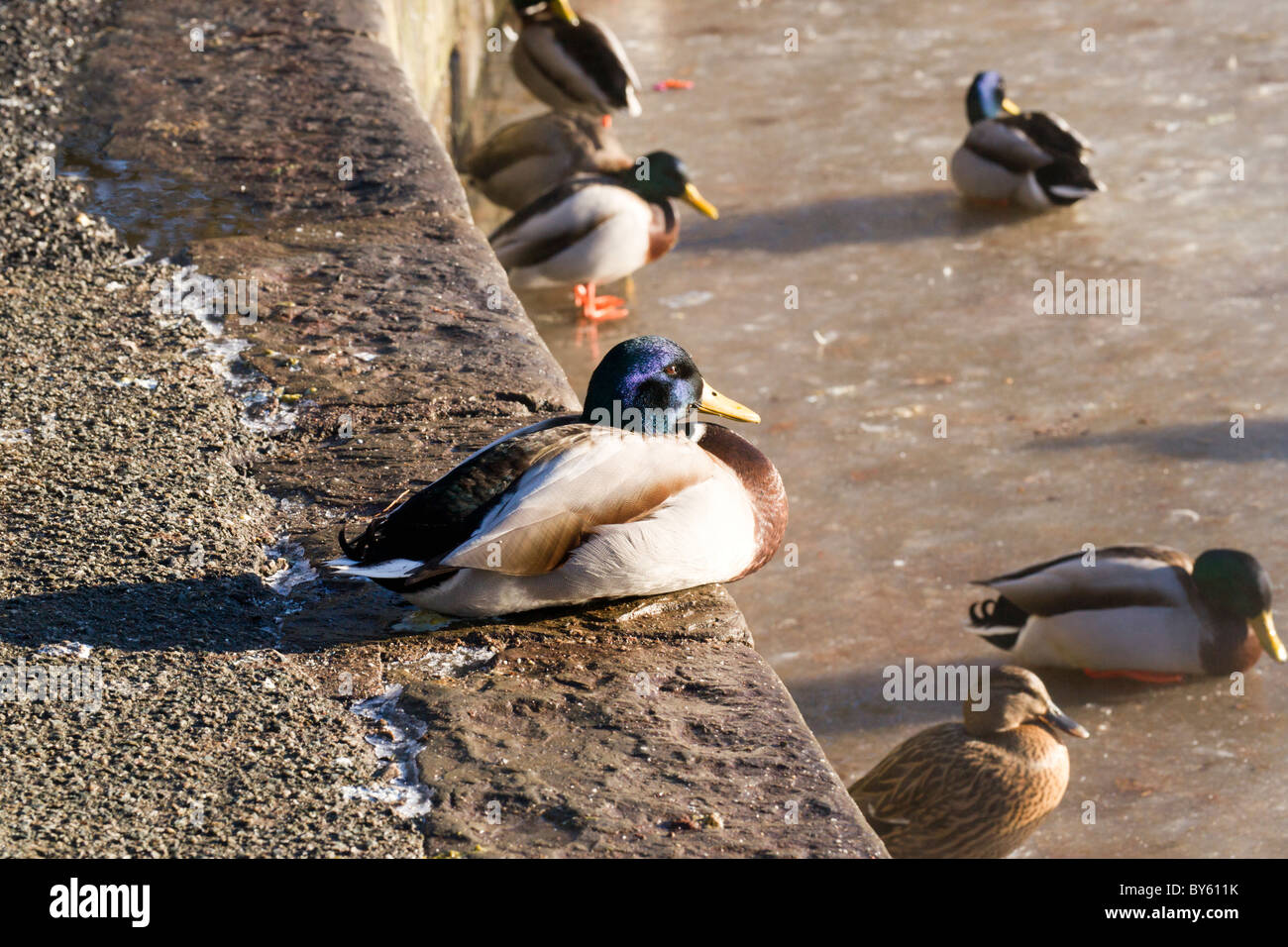Ducks at Raby Mere in winter when the mere is frozen Stock Photo - Alamy
