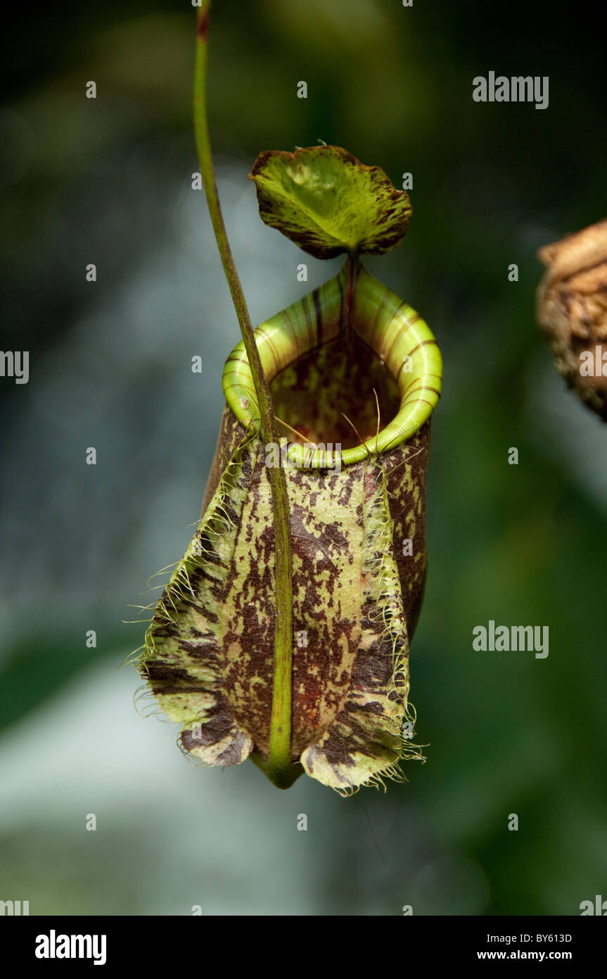 Malaysia, Island of Penang, Penang Butterfly Farm. Old World ...