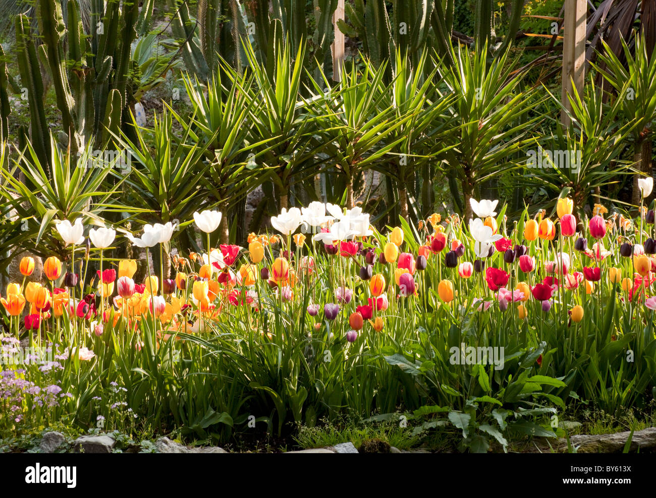 Sub Tropical Plants Stock Photos & Sub Tropical Plants Stock Images - Alamy