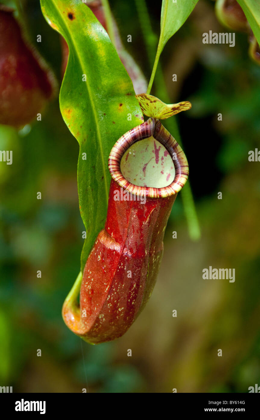 Red nepenthes carnivorous pitcher plant hi-res stock photography and ...
