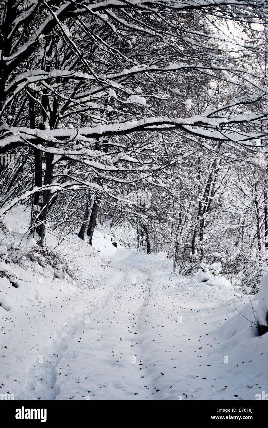 Pristine snowfall in the new forest hi-res stock photography and images ...