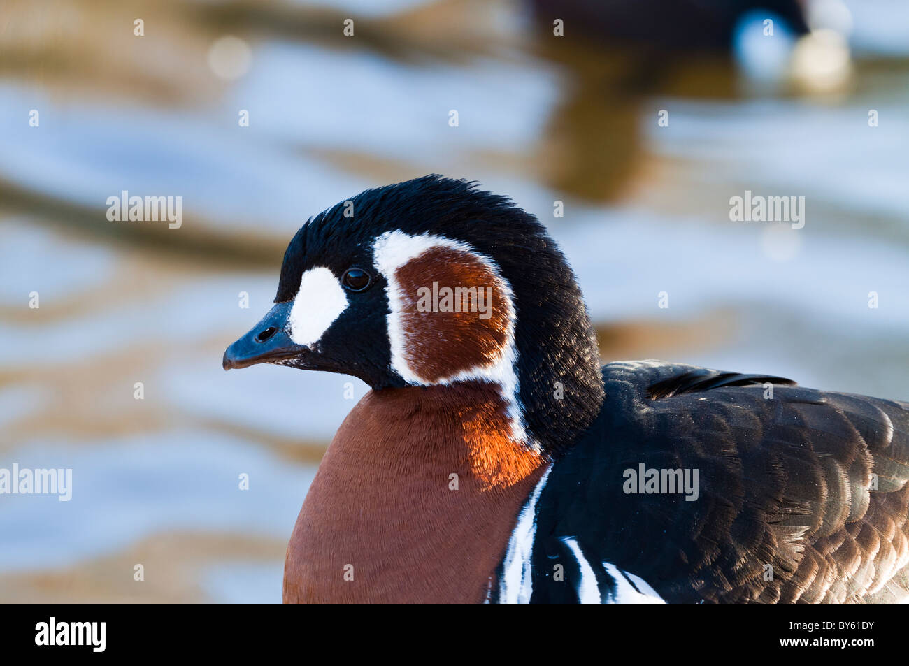 Red breasted goose geese hi-res stock photography and images - Alamy