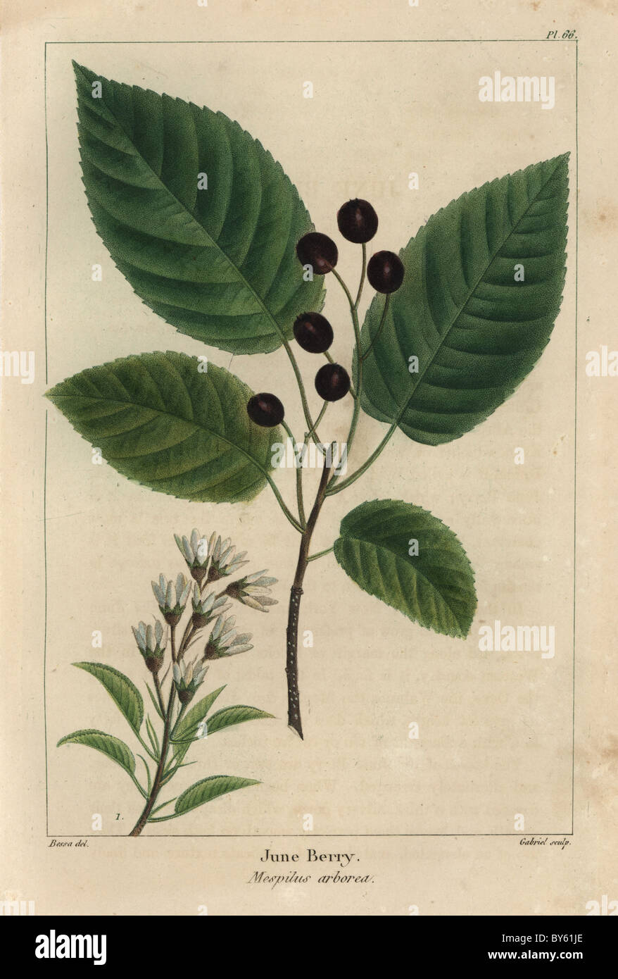 June berry hi-res stock photography and images - Alamy