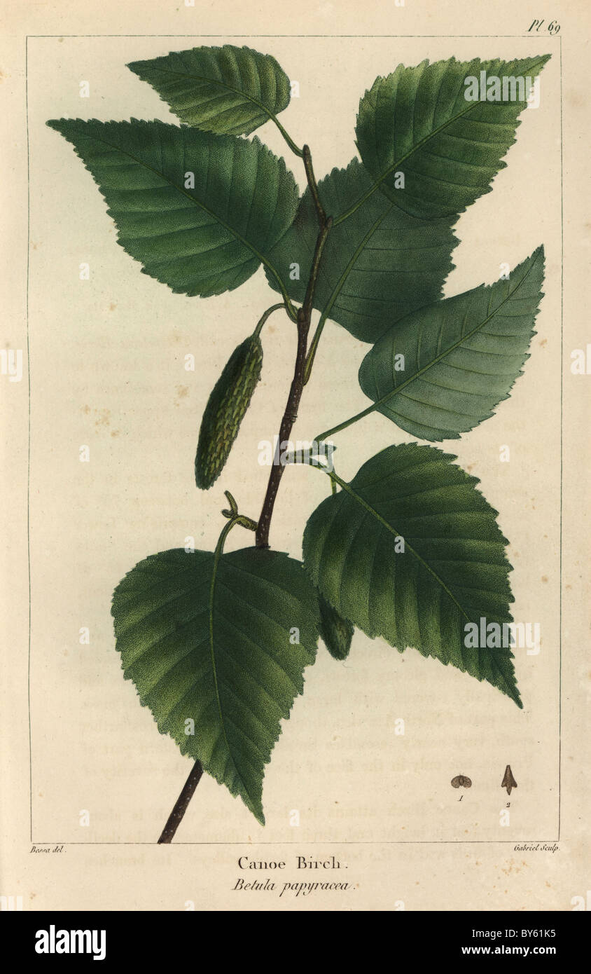 Leaves, fertile aments and seed of the Canoe birch tree, Betula ...