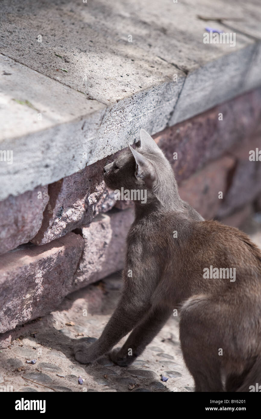Siamese cat hunting hi-res stock photography and images - Alamy