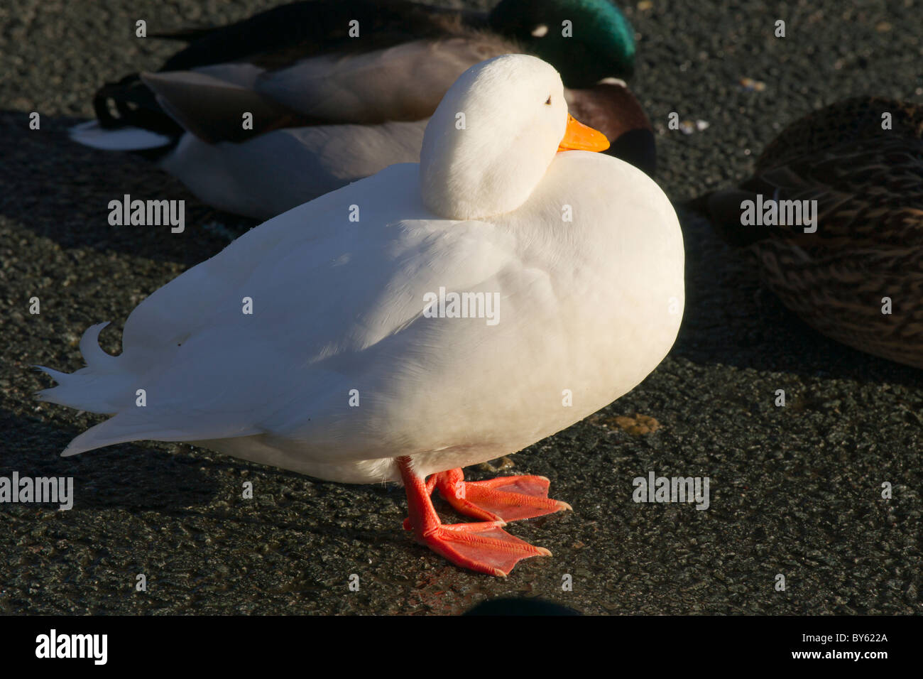 Ducks at Raby Mere in winter when the mere is frozen Stock Photo - Alamy